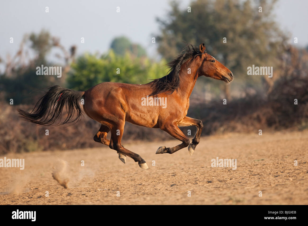 Marwari horse galloping hi-res stock photography and images - Alamy