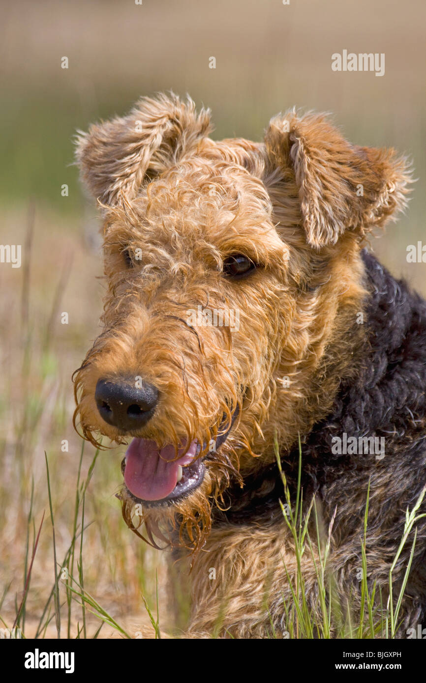 Airedale Terrier dog portrait Stock Photo - Alamy