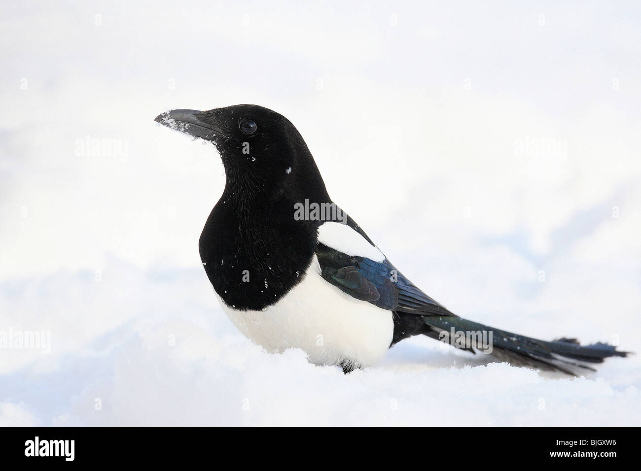 European Magpie - standing in snow / Pica pica Stock Photo - Alamy