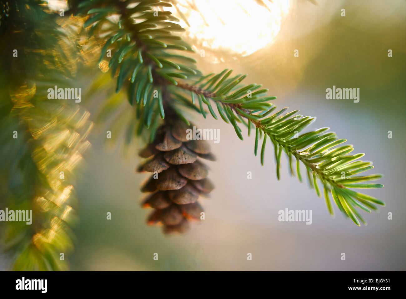 Pine tree branch Stock Photo - Alamy