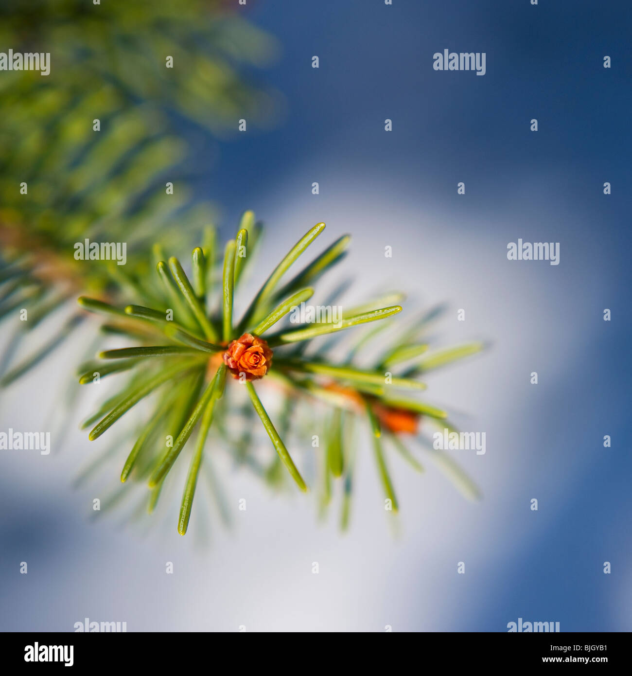 Pine tree branch Stock Photo - Alamy