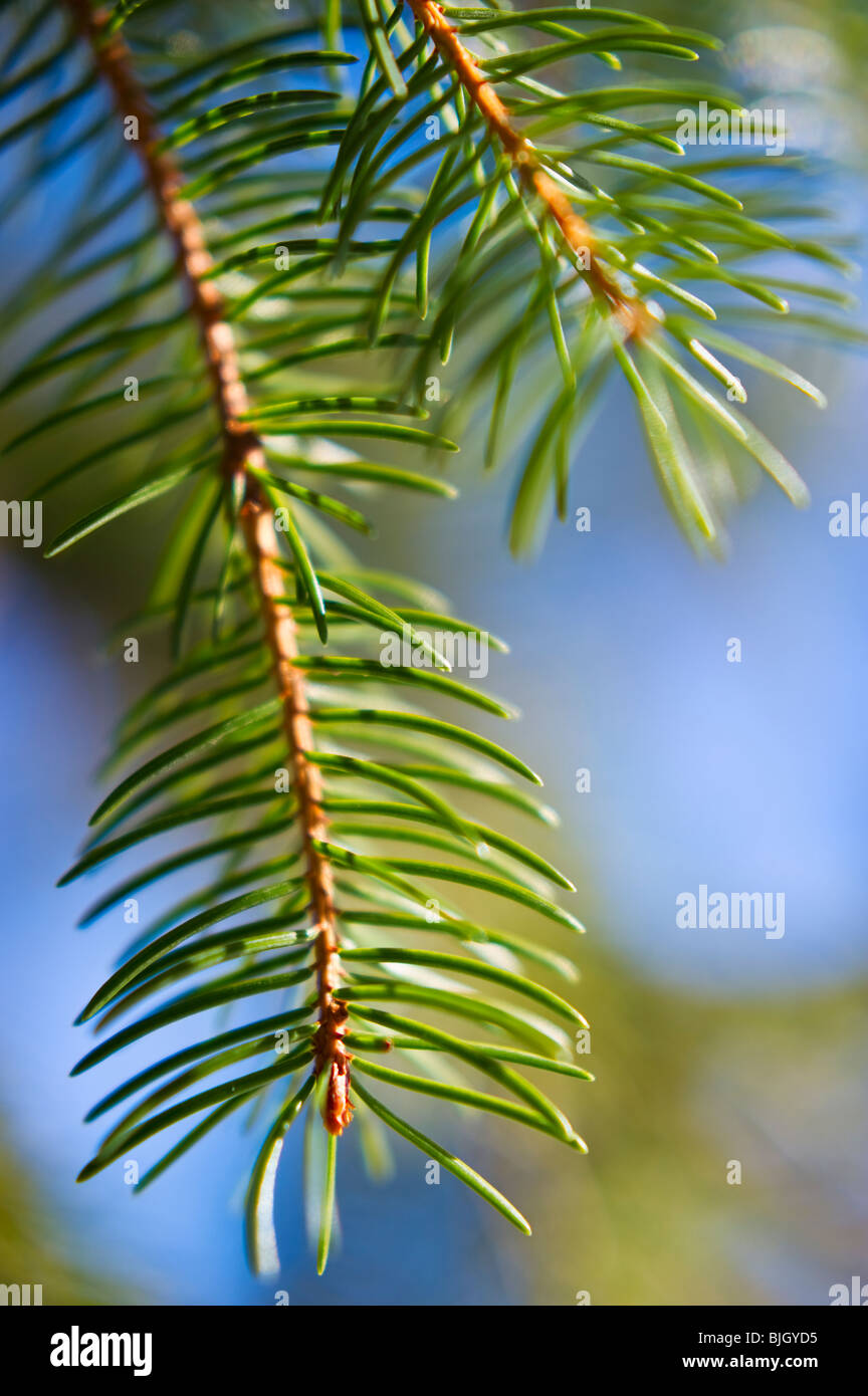 Pennsylvania pine tree hi-res stock photography and images - Alamy