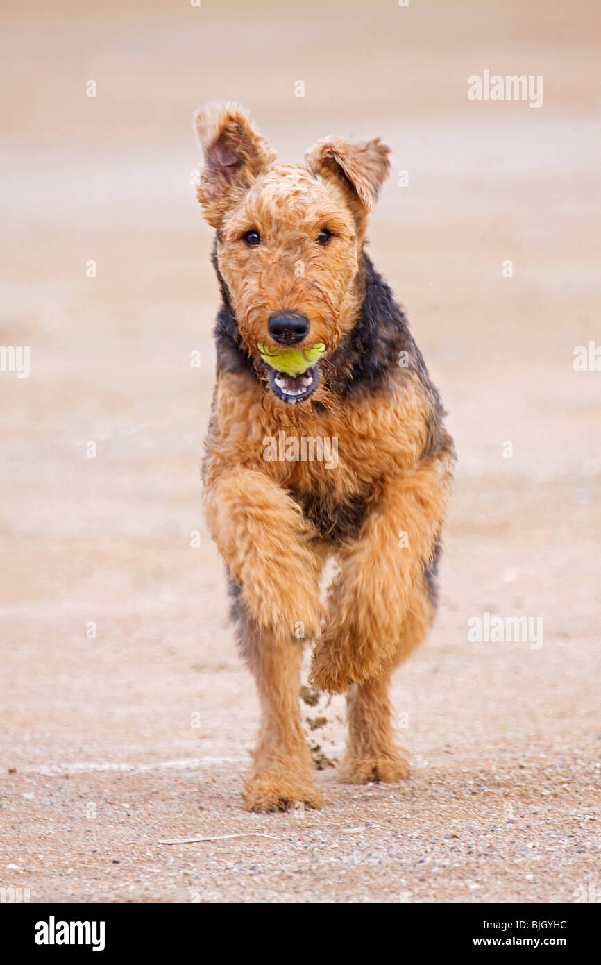 Airedale road hi-res stock photography and images - Alamy