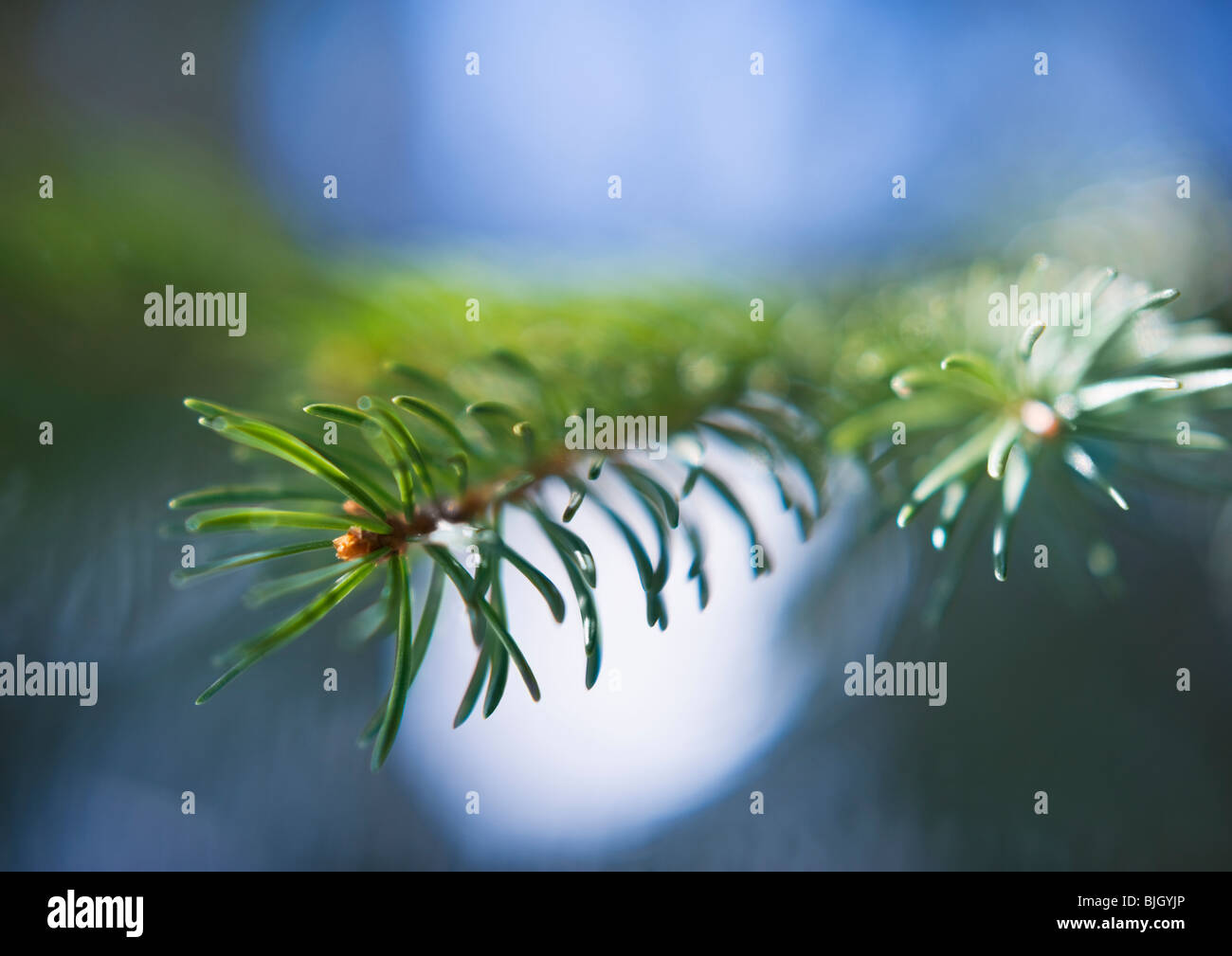 Pine tree branch Stock Photo - Alamy