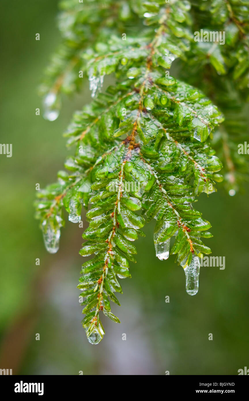 Frozen evergreen tree branch Stock Photo - Alamy