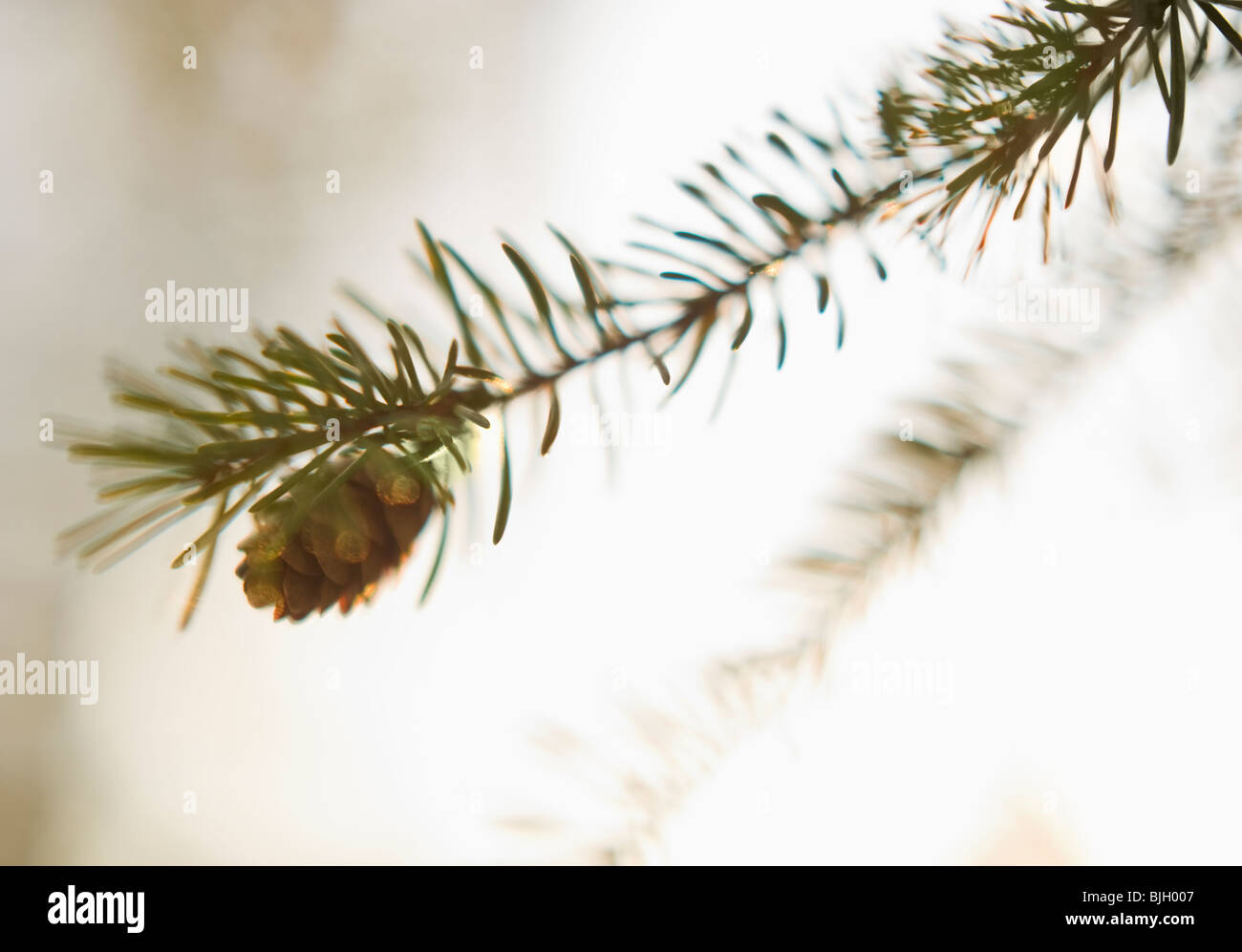 Pine tree branch Stock Photo - Alamy
