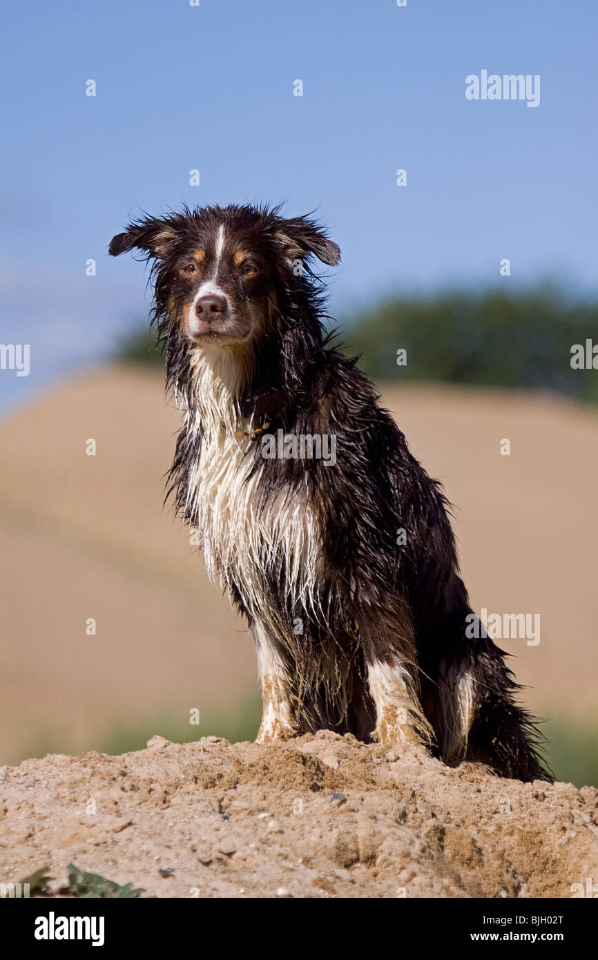 wet Australian Shepherd dog sitting Stock Photo - Alamy