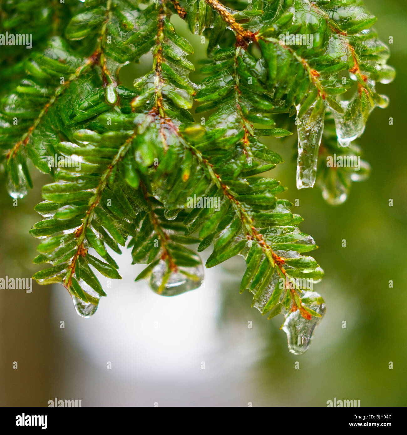 Frozen evergreen tree branch Stock Photo - Alamy