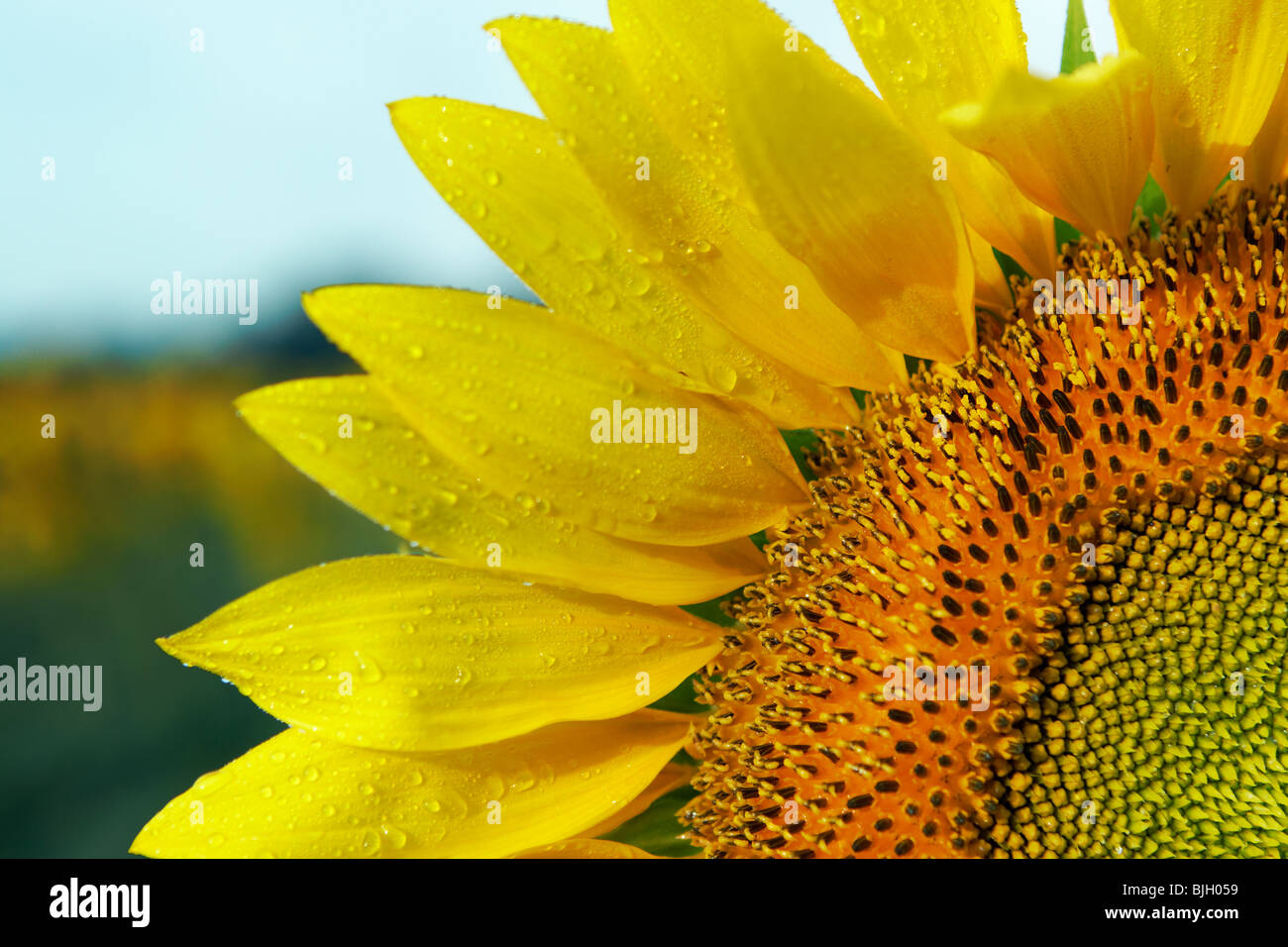 A one-quarter view of a sunflower blossom Stock Photo - Alamy