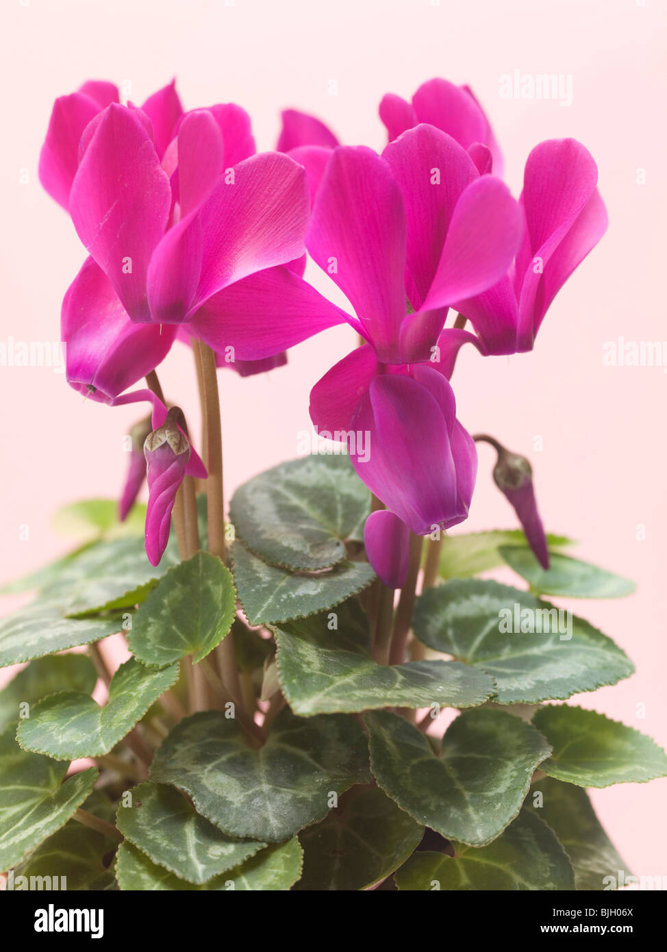 Pink cyclamen Stock Photo - Alamy