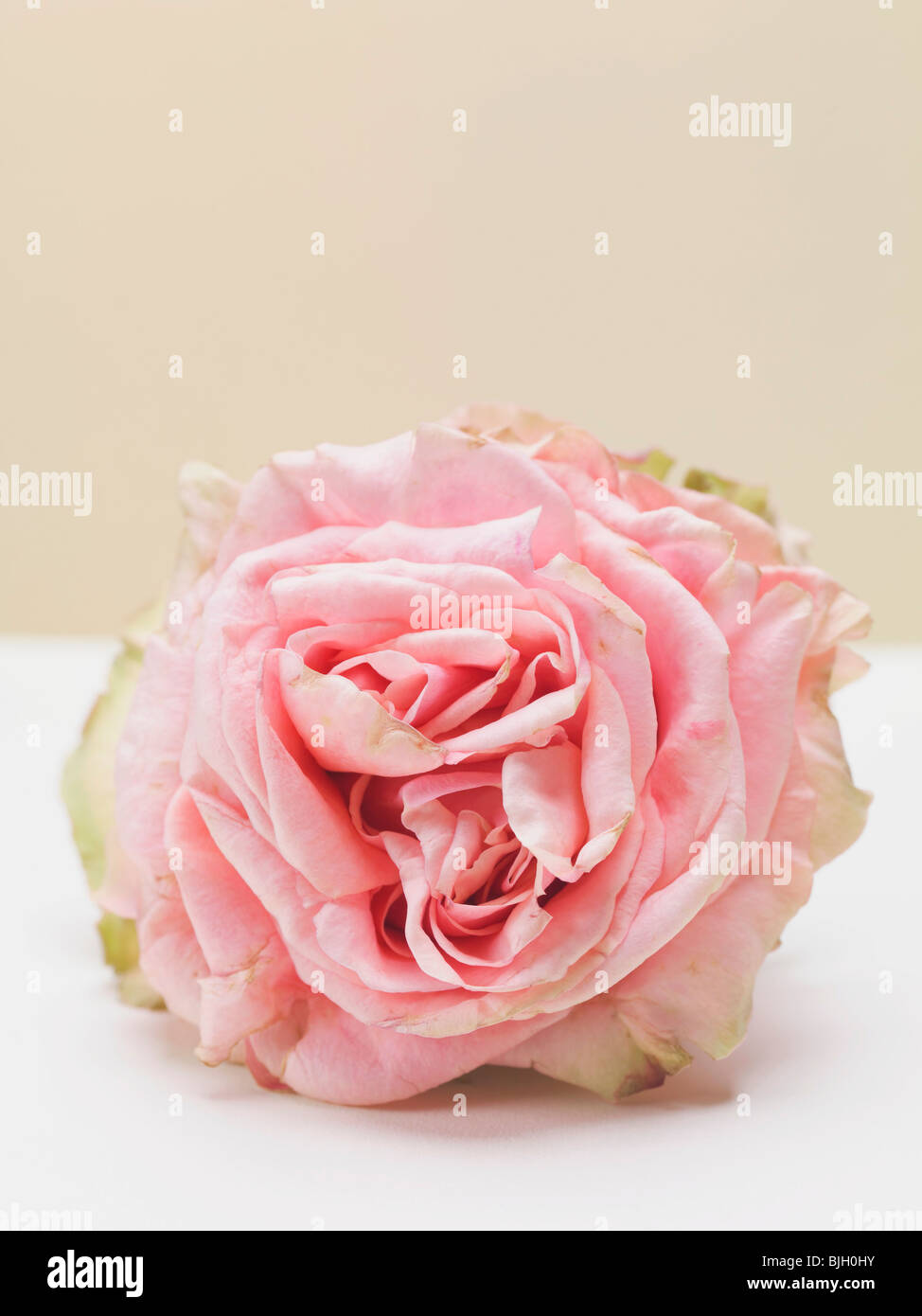 Pink rose Stock Photo - Alamy