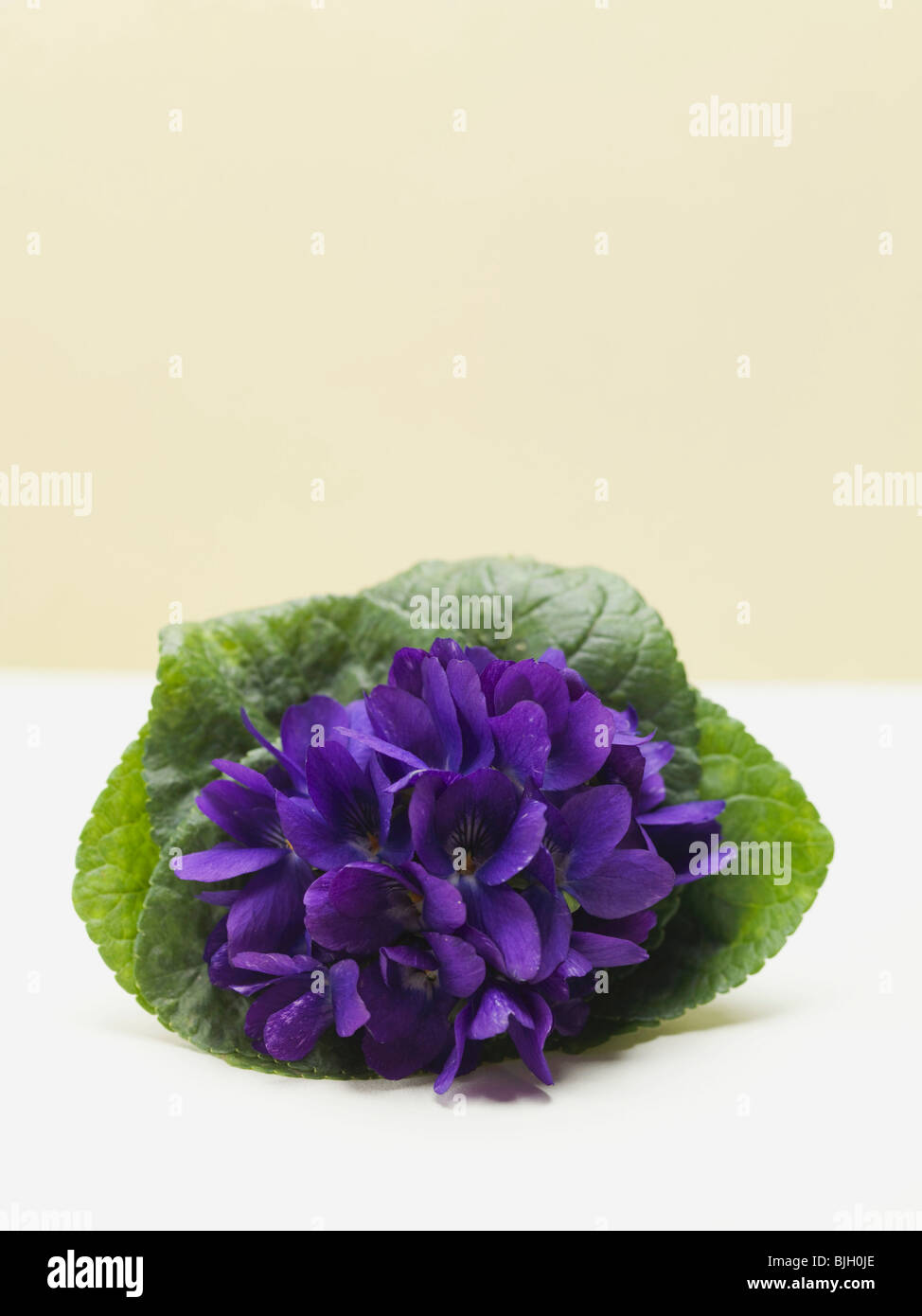 Posy of violets Stock Photo - Alamy