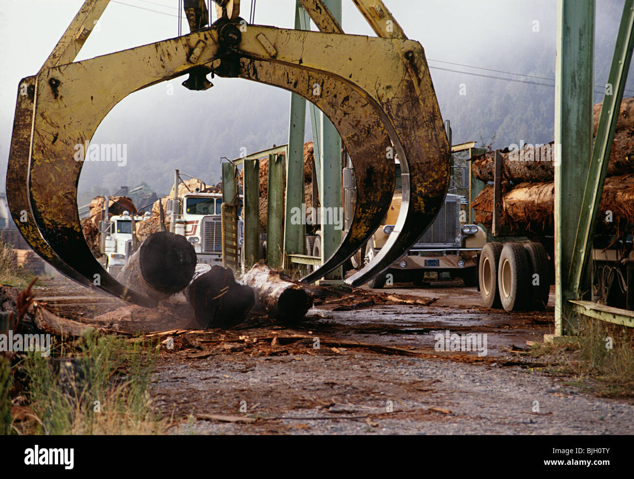 Logging lumber redwood hi-res stock photography and images - Alamy