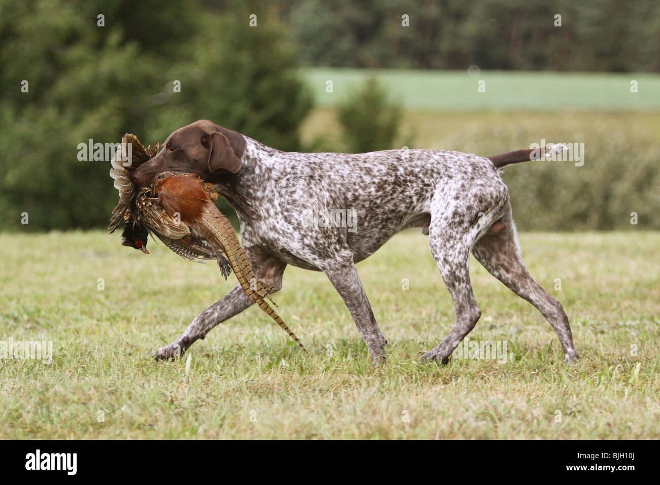 German Shorthaired Pointer retrieving pheasant Stock Photo - Alamy