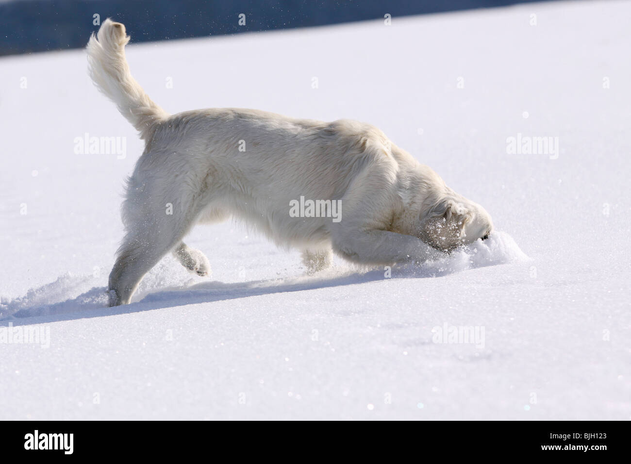 Golden retriever digging hi-res stock photography and images - Alamy
