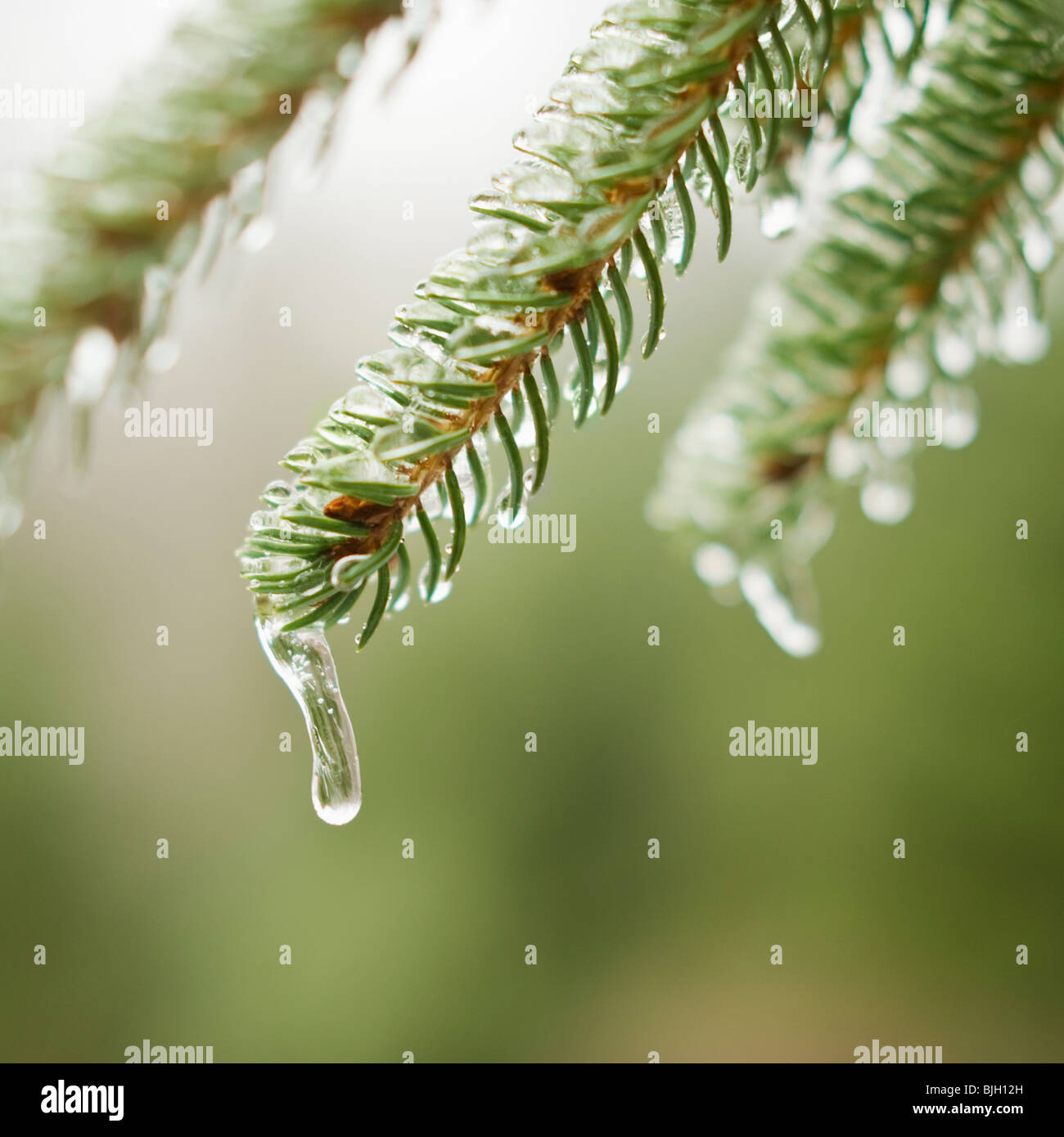 Frozen evergreen tree branch Stock Photo - Alamy