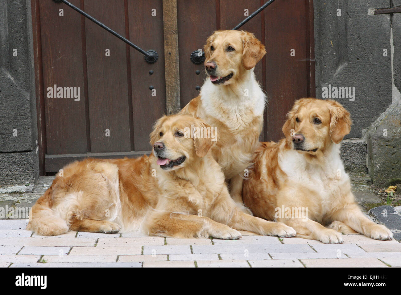 three Golden Retriever dogs Stock Photo - Alamy