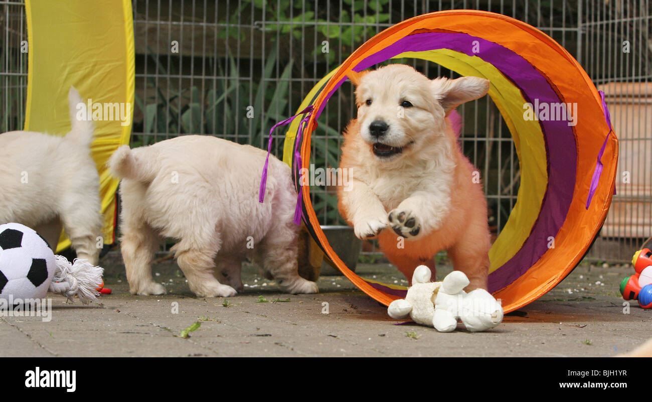 Golden Retriever dog puppy running through tunnel Stock Photo - Alamy