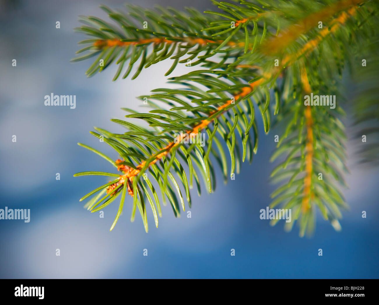 Pennsylvania pine tree hi-res stock photography and images - Alamy