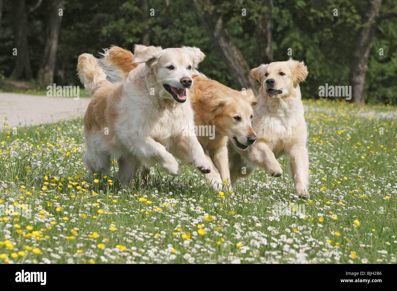 Golden Retriever. Three dogs running on a meadow. Germany Stock Photo ...