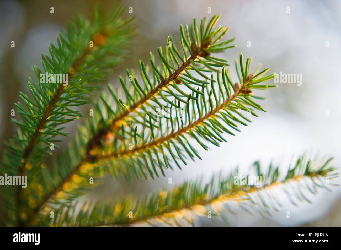 Pine tree branch Stock Photo - Alamy