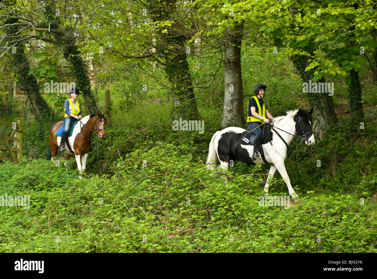 Riding horses through woodland hi-res stock photography and images - Alamy
