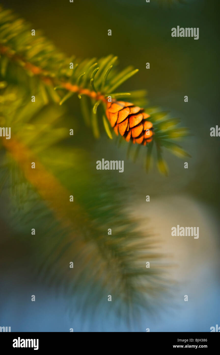 Pine tree branch Stock Photo - Alamy