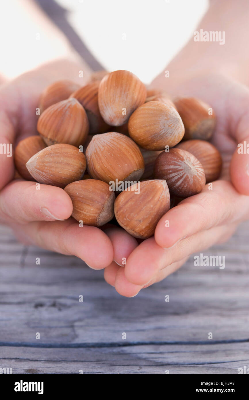 Hands holding hazelnuts Stock Photo - Alamy