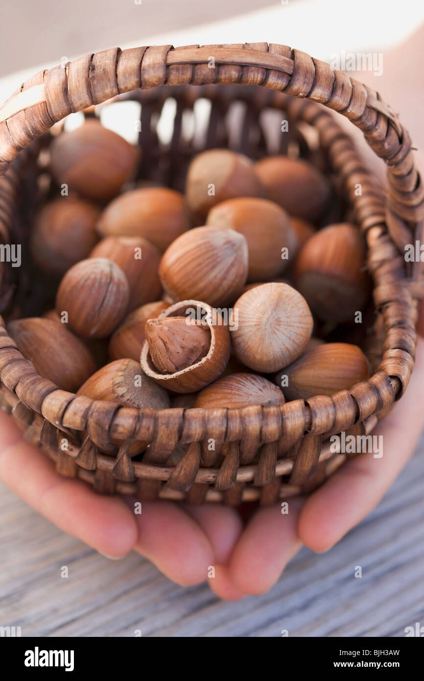 Hands holding basket of hazelnuts Stock Photo - Alamy