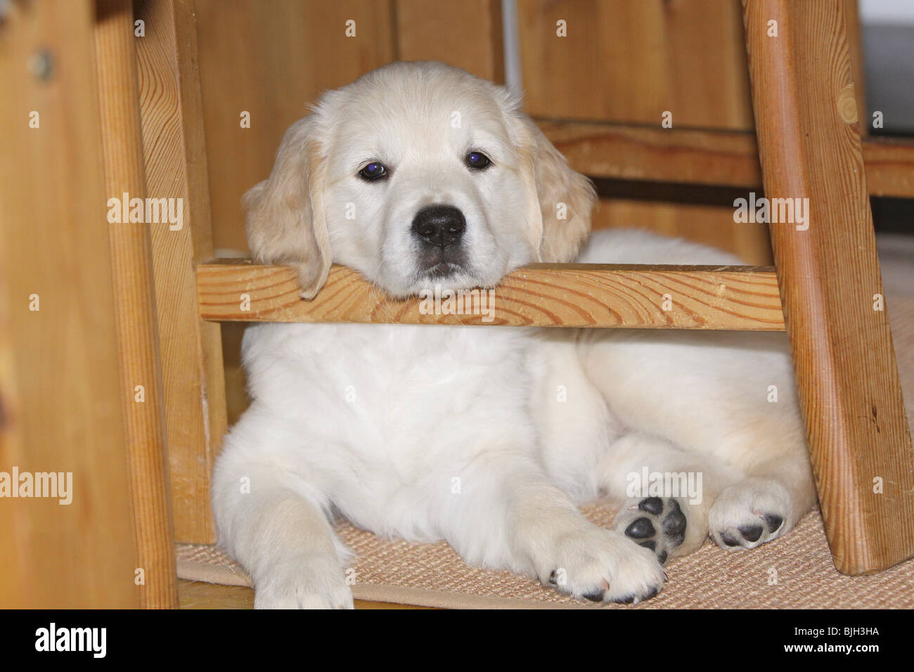 Dog lying under chair hi-res stock photography and images - Alamy