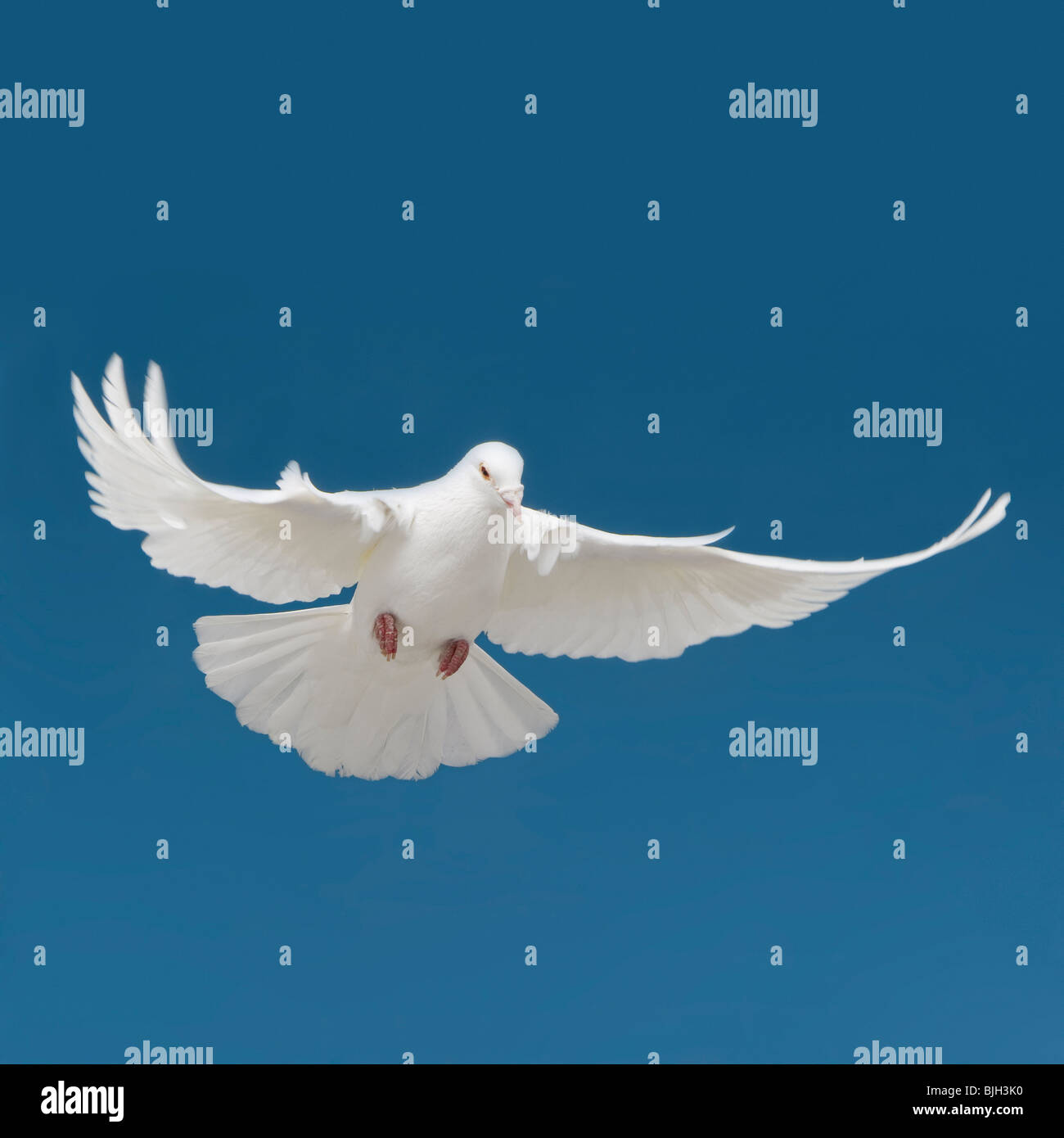 Dove flying hi-res stock photography and images - Alamy
