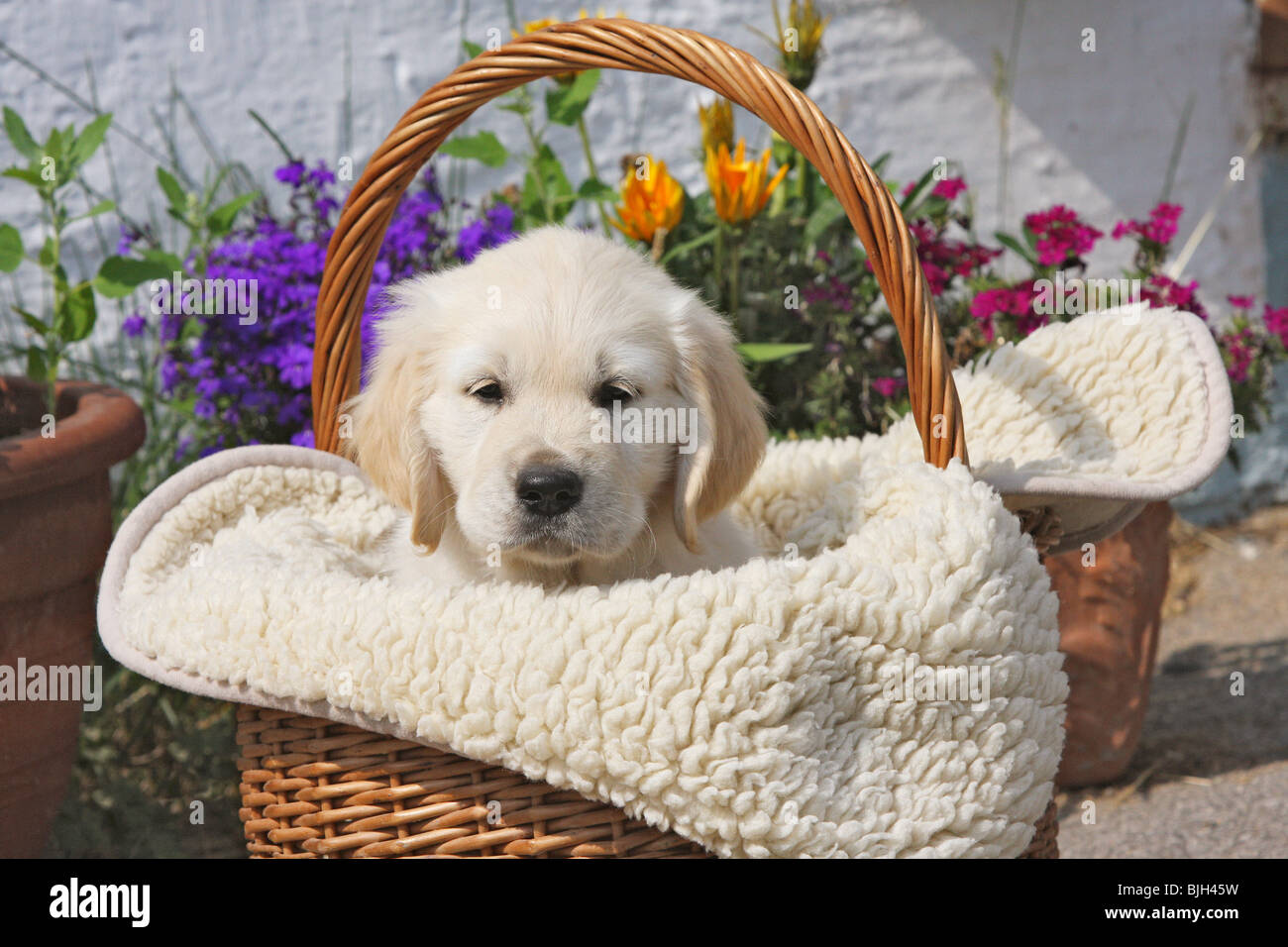 Golden Retriever dog puppy basket Stock Photo - Alamy