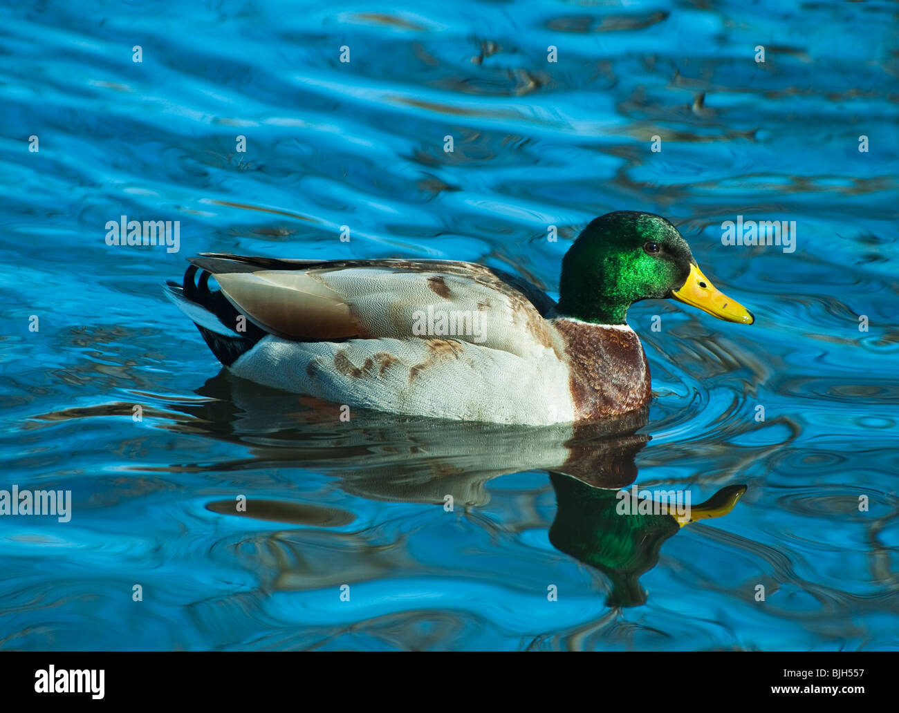 Relaxed duck hi-res stock photography and images - Alamy