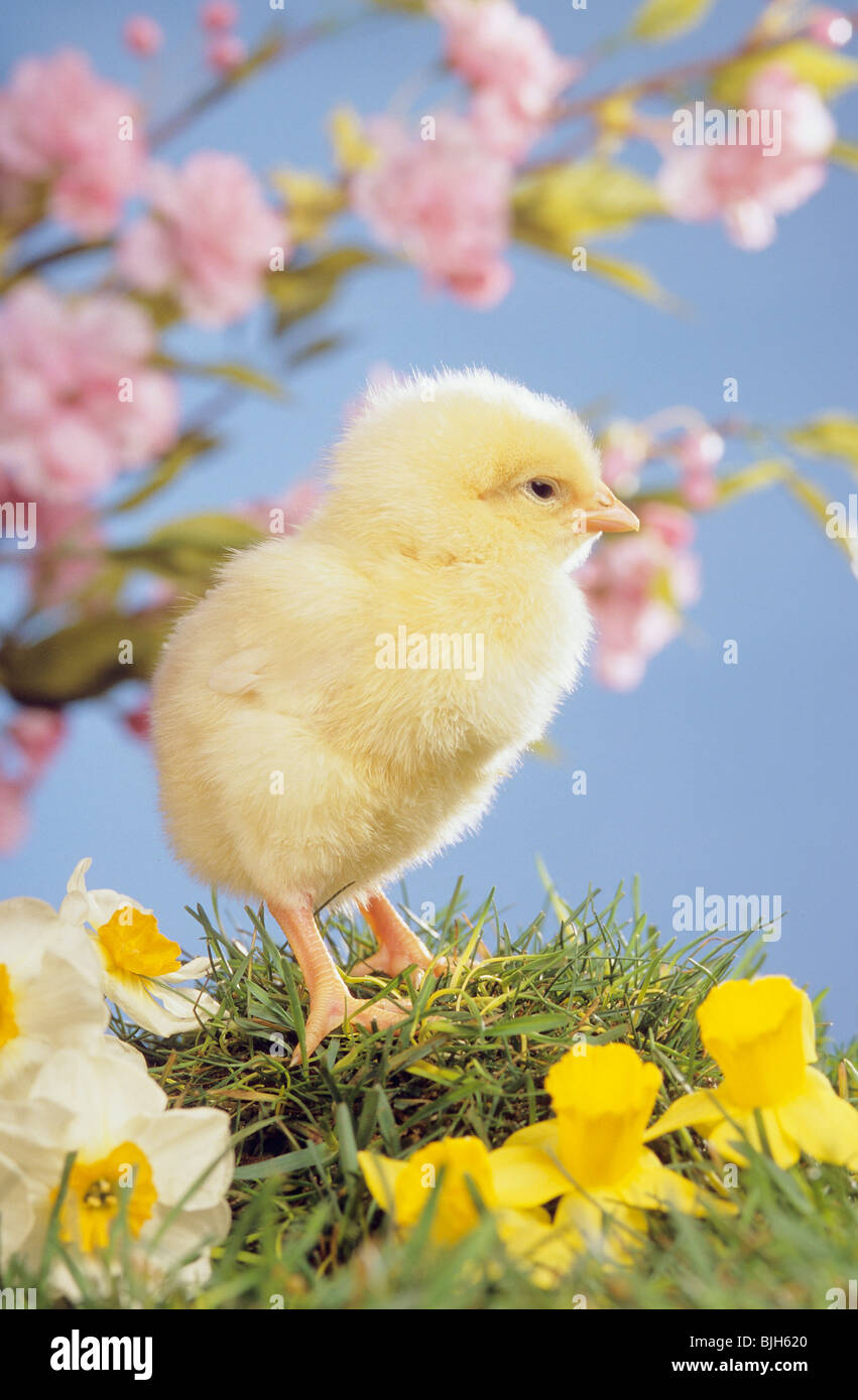 Domestic chicken. Chick standing. next to spring flowers Stock Photo ...