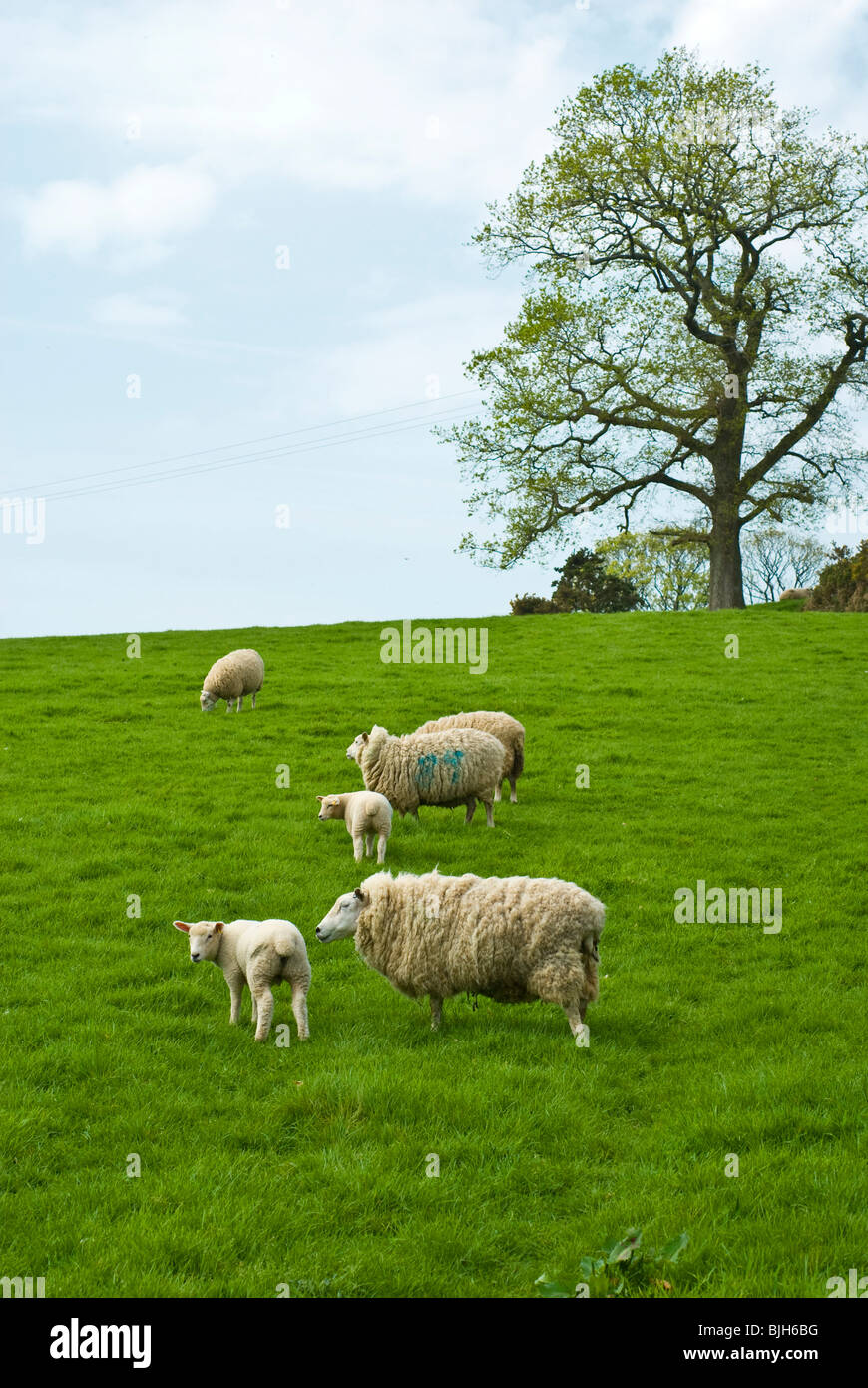 Vertical sheep ph hi-res stock photography and images - Alamy