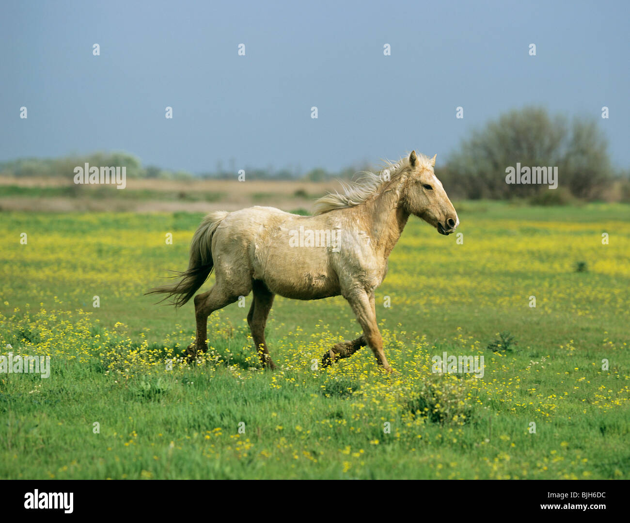 Palomino horse running meadow Stock Photo - Alamy