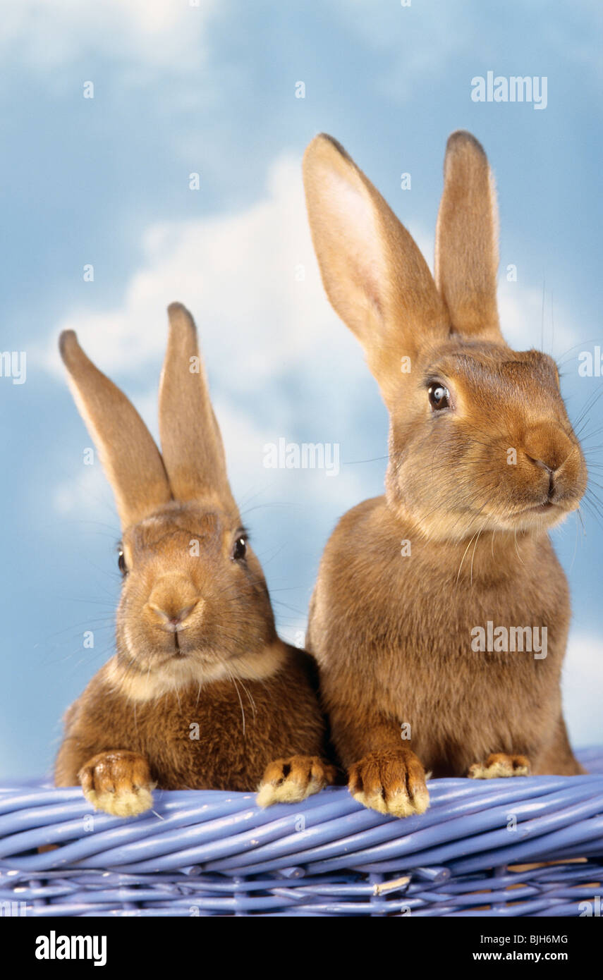 two rabbits basket Stock Photo - Alamy