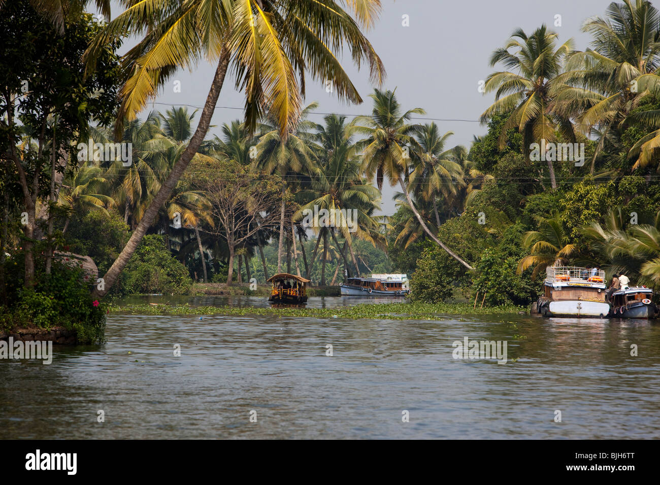 India, Kerala, Alleppey, Alappuzha, tourist boats on the backwaters ...