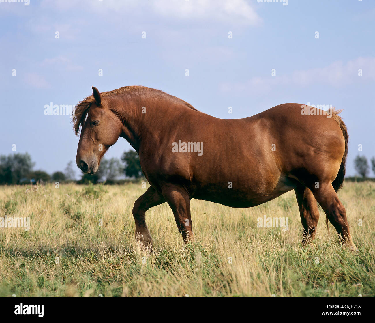 Suffolk Punch. Chestnut adult horse walking in a meadow Stock Photo - Alamy