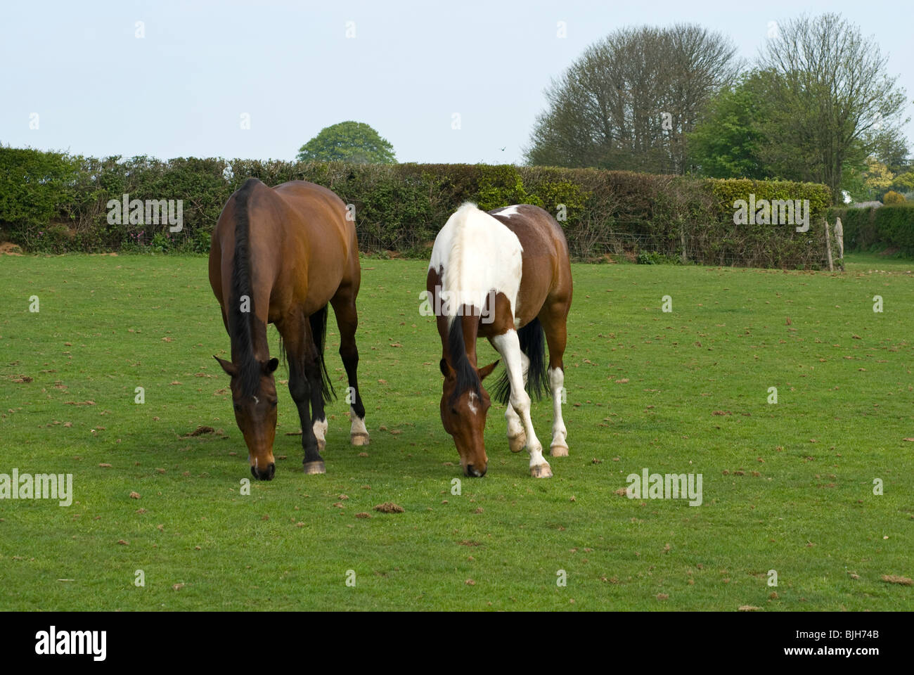 Two horse hi-res stock photography and images - Alamy