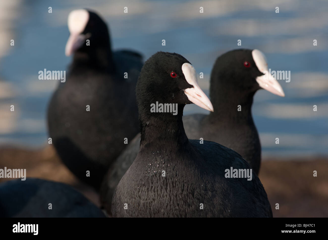Three american coots hi-res stock photography and images - Alamy