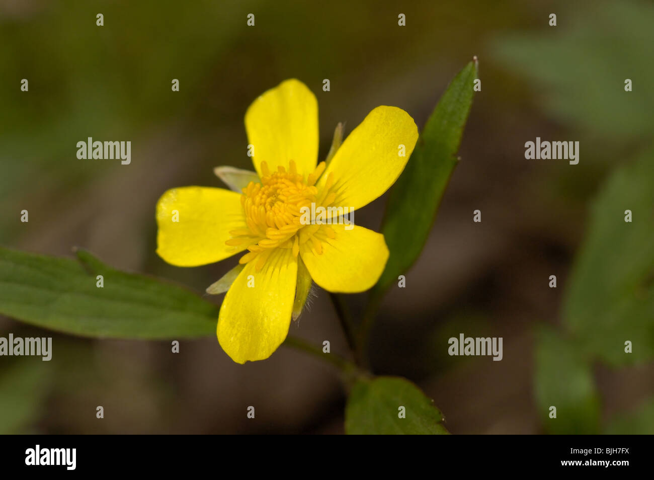 Hairy Buttercup, Dracunculus hispidus of the family Ranunculuaceae ...