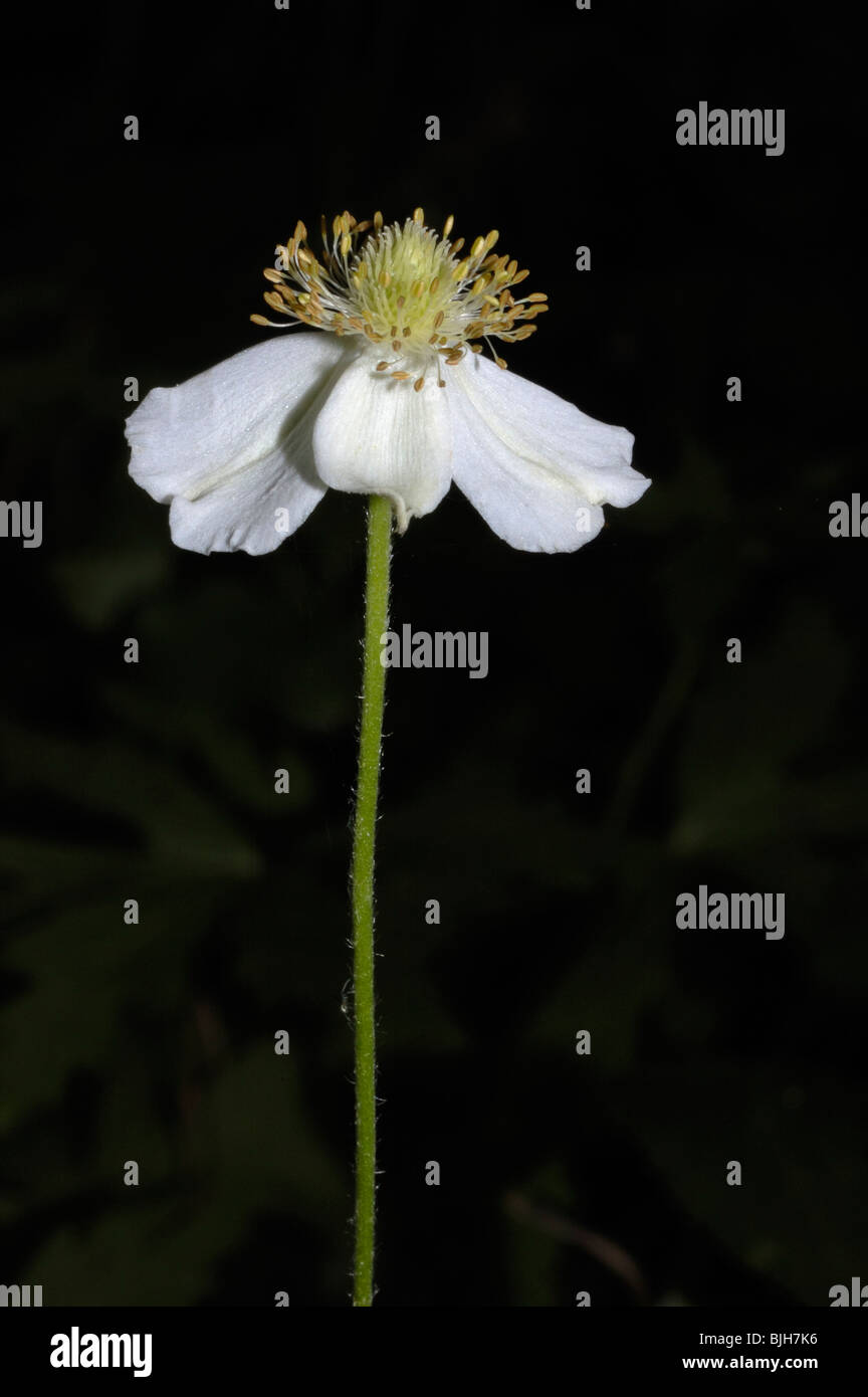 Tall thimbleweed hi-res stock photography and images - Alamy