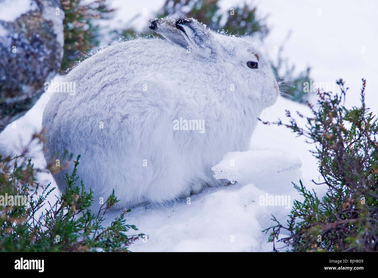 Hare hill hi-res stock photography and images - Alamy