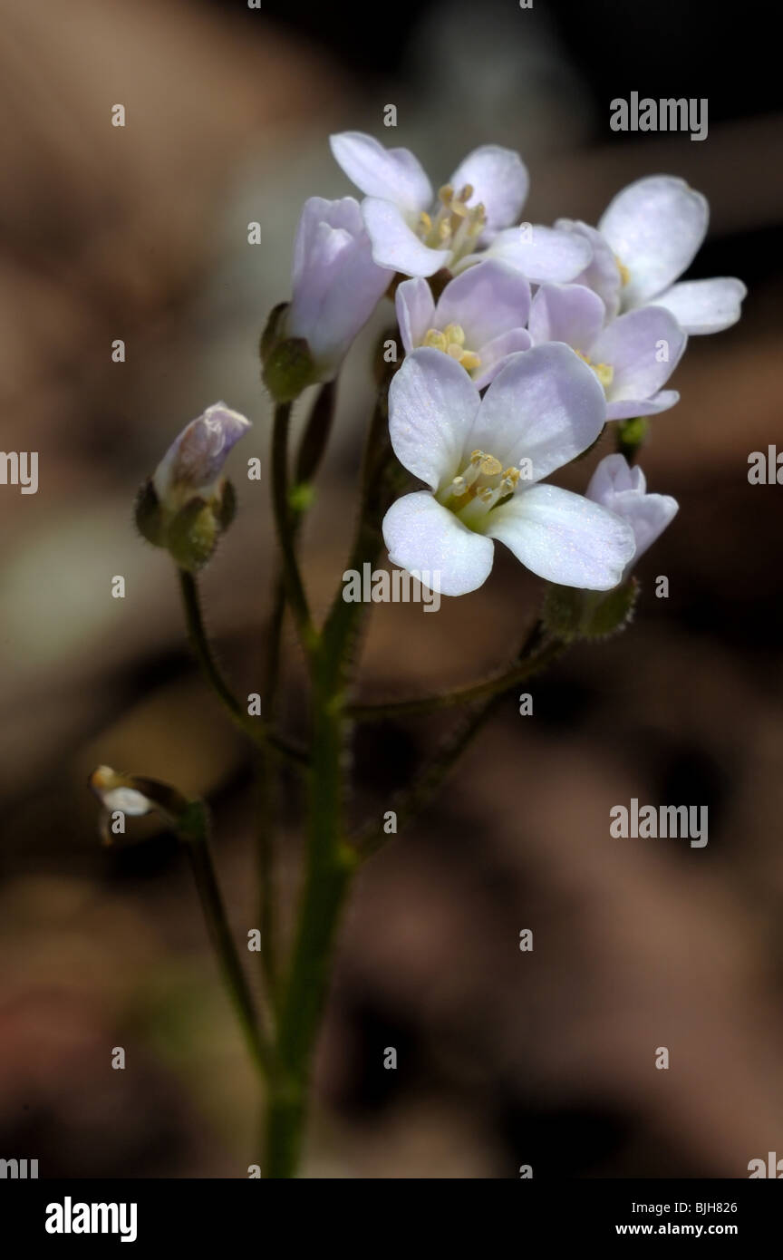 Spring Cress wildflower, Cardamine bulbosa of the family Brassicaceae ...