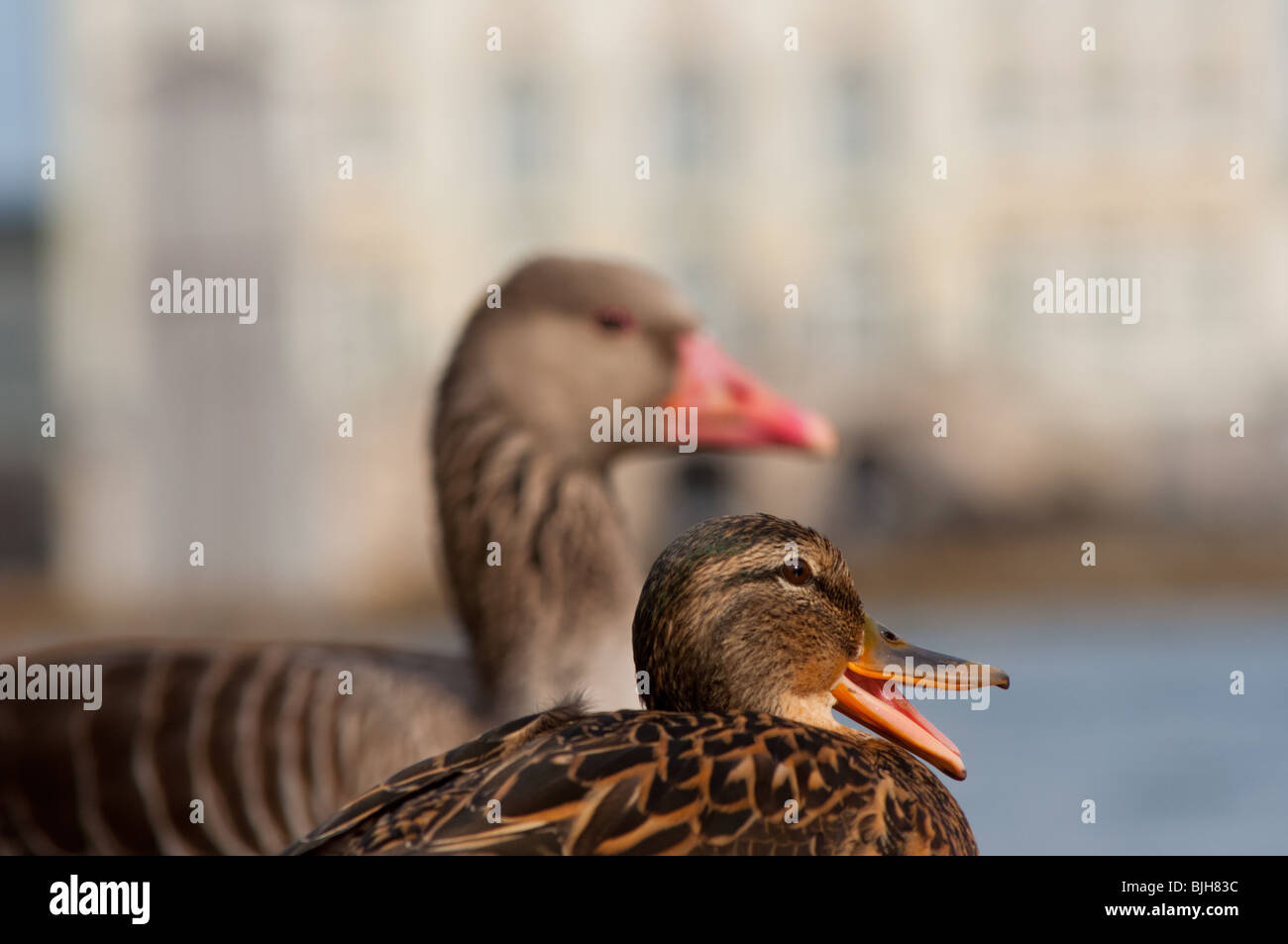 Companions conversing hi-res stock photography and images - Alamy