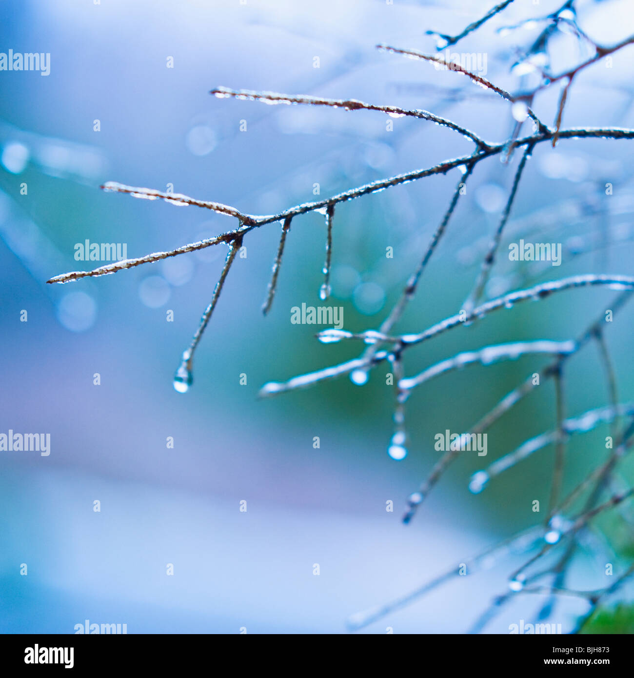 Frozen tree branch Stock Photo - Alamy