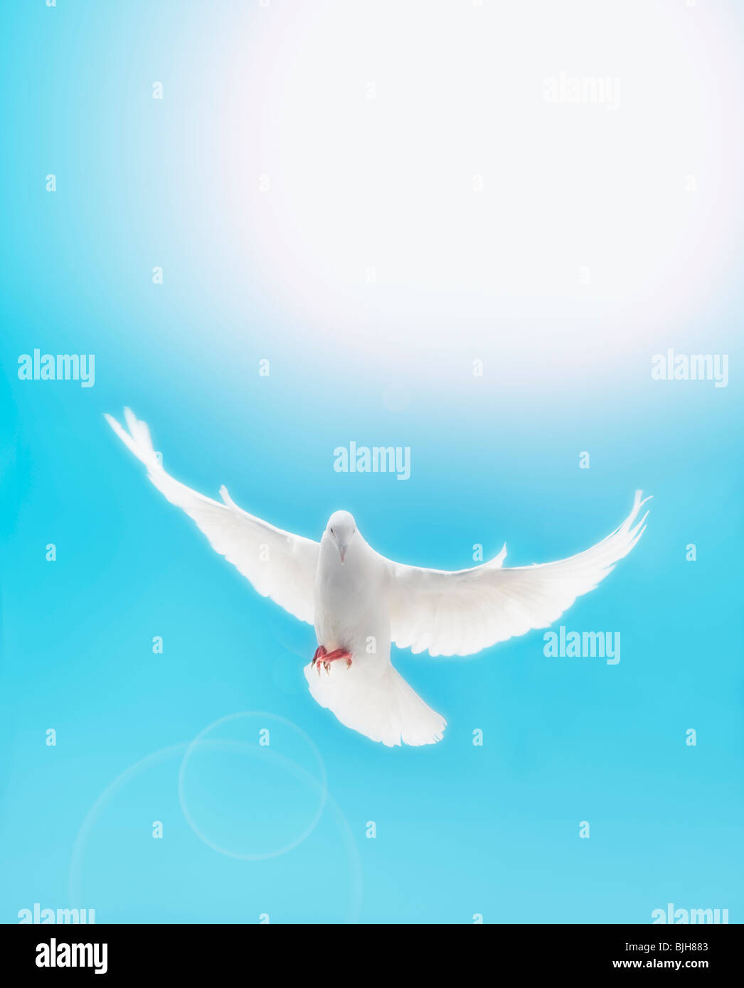 Dove flying Stock Photo - Alamy