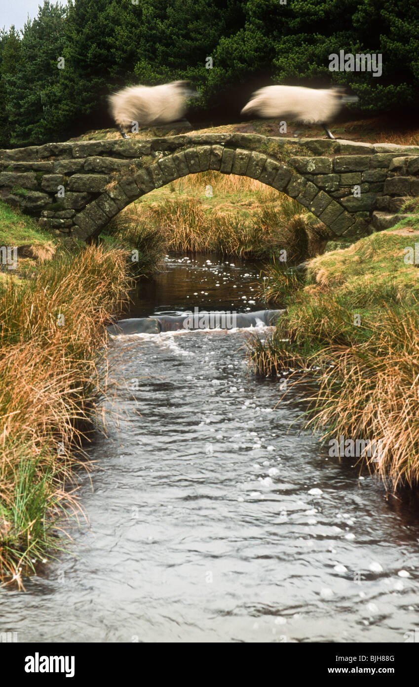 Sheep crossing bridge hi-res stock photography and images - Alamy