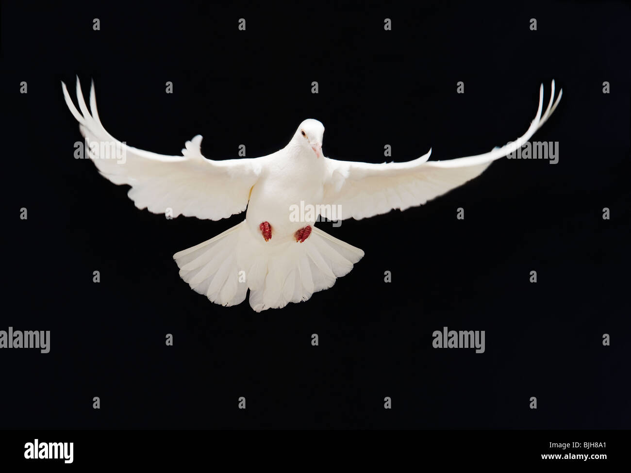 Coloured dove hi-res stock photography and images - Alamy